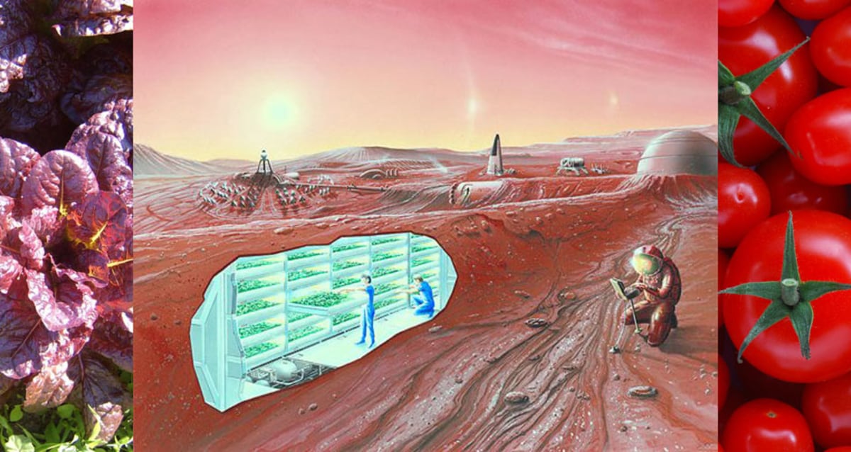 Space Farming: NASA Looks to Grow Veggies 230 Miles Above the Earth ...
