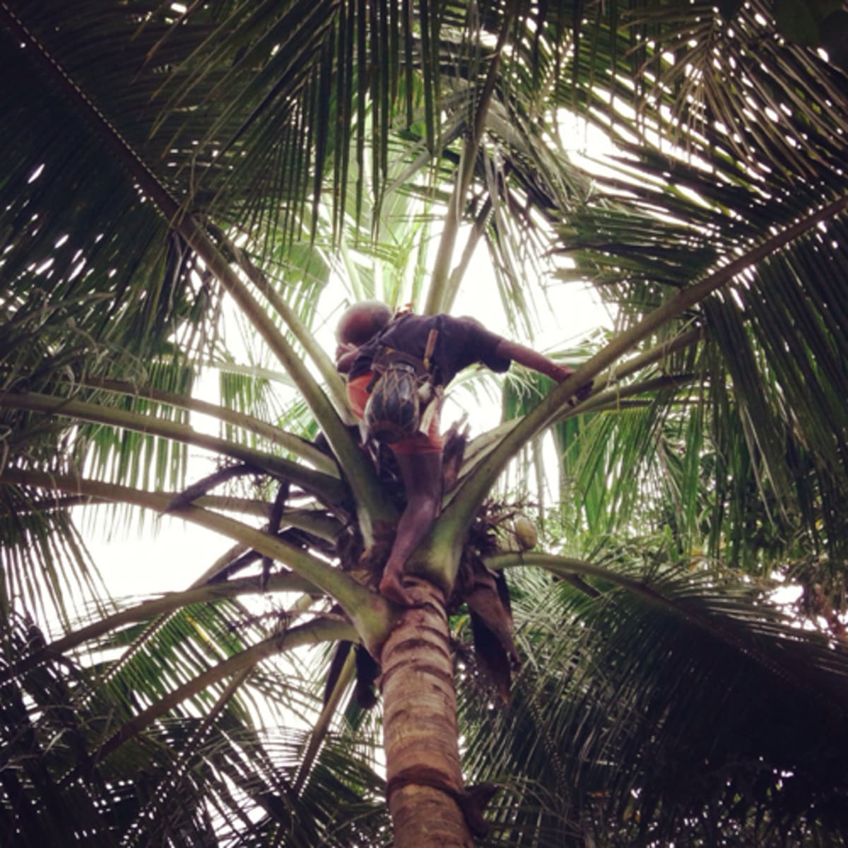 Drinking Rituals: Tapping Palm Wine in Aimanam, India | First We Feast